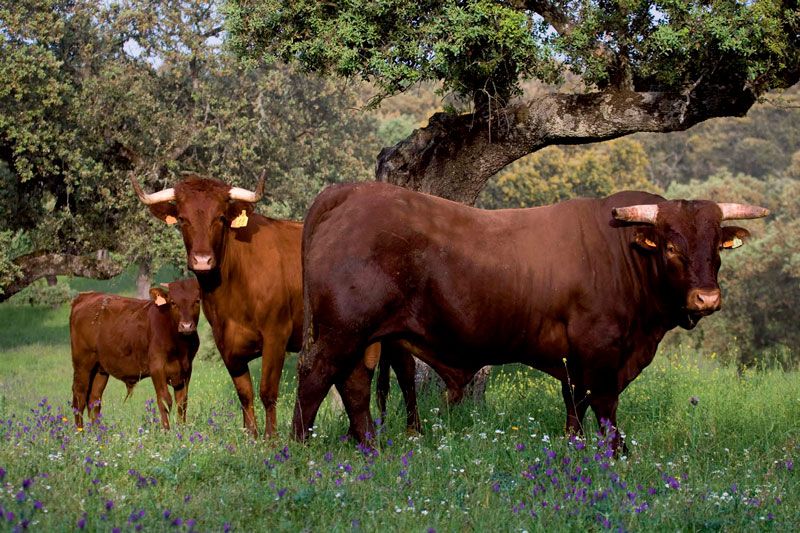 Carne de Retinto - Cabila.com