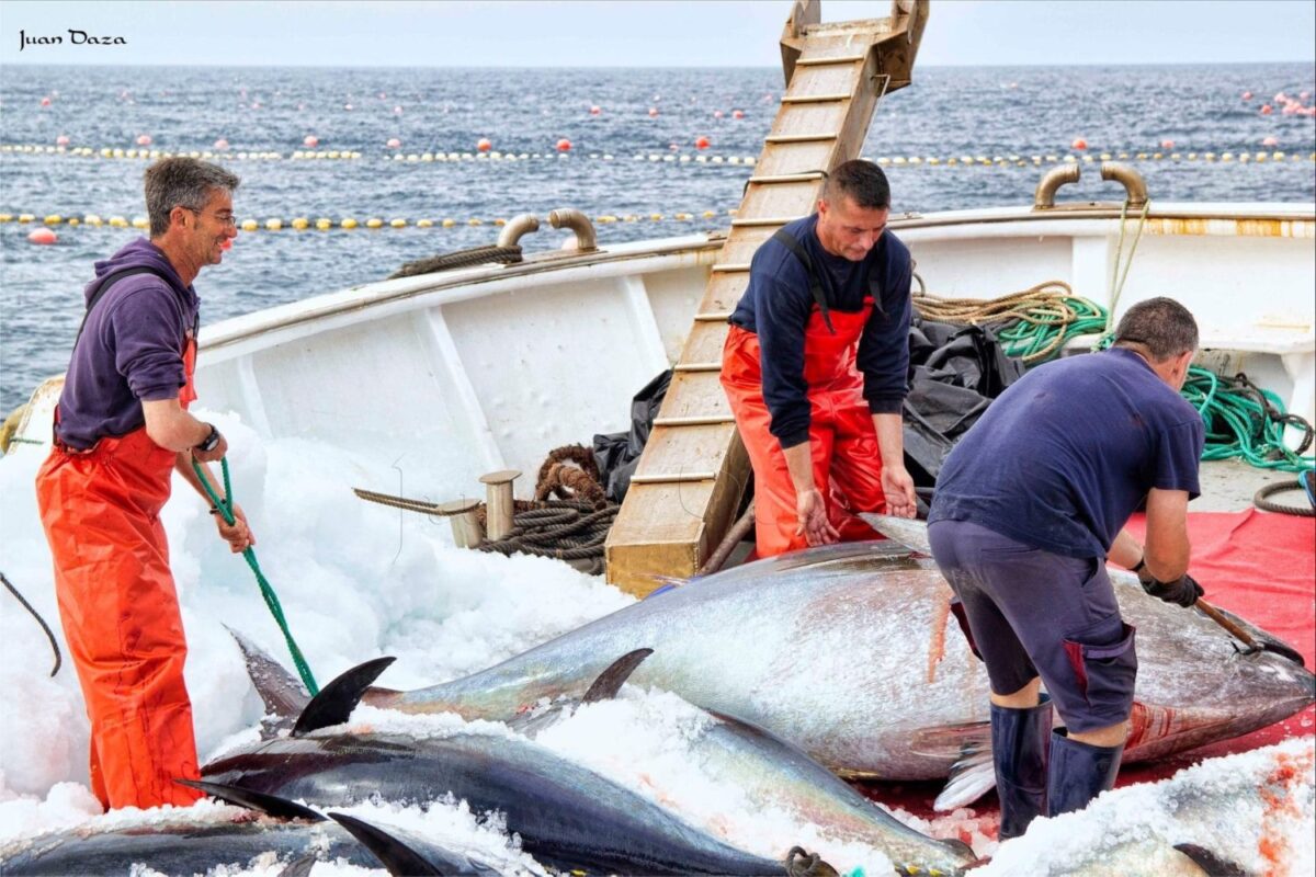Semana Gastronómica del Atún de Barbate - Cabila.com